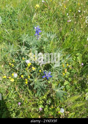 Sandplain lupine (Lupinus cosentinii Stock Photo - Alamy