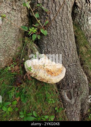 oak bracket (Pseudoinonotus dryadeus Stock Photo - Alamy