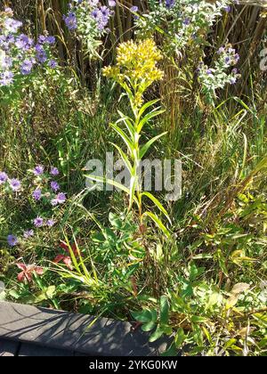 Riddell's goldenrod (Solidago riddellii Stock Photo - Alamy