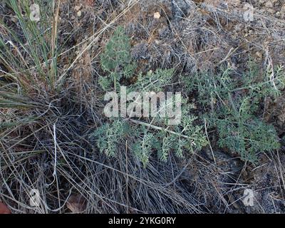 bigseed biscuitroot (Lomatium macrocarpum Stock Photo - Alamy