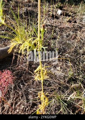 southwestern cosmos (Cosmos parviflorus Stock Photo - Alamy