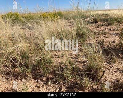 burrograss (Scleropogon brevifolius Stock Photo - Alamy