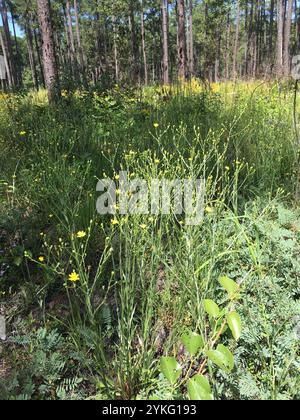(Pityopsis aspera adenolepis Stock Photo - Alamy