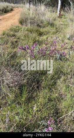 Australian Indigo (Indigofera australis Stock Photo - Alamy