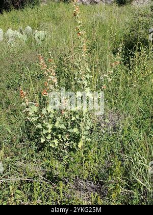 gray globemallow (Sphaeralcea incana Stock Photo - Alamy