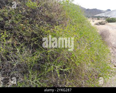 Lotus of the Lotophages (Ziziphus lotus Stock Photo - Alamy