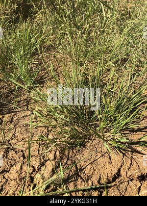 Gaping Panicgrass (Steinchisma hians Stock Photo - Alamy