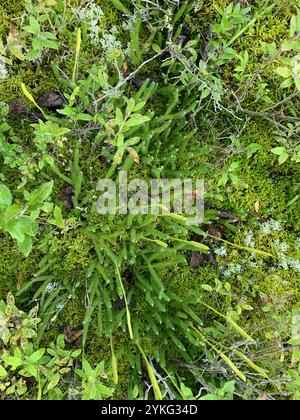 arctic stag's-horn clubmoss (Lycopodium lagopus Stock Photo - Alamy