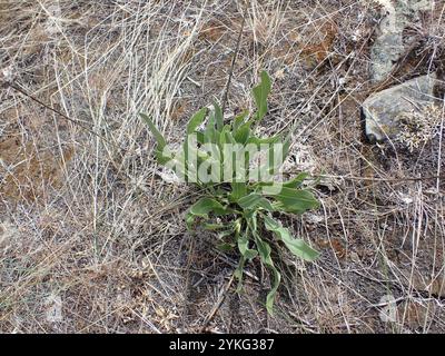 Large-flower Goldenweed (Pyrrocoma carthamoides Stock Photo - Alamy