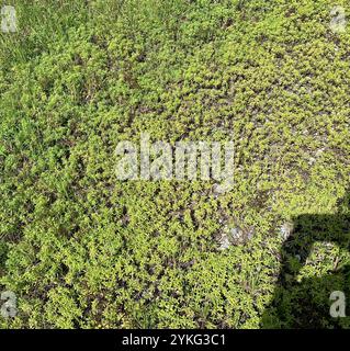 Spreading chinchweed (Pectis prostrata Stock Photo - Alamy