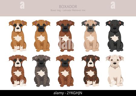 Boxer dog clipart. All coat colors set. Different position. All dog ...