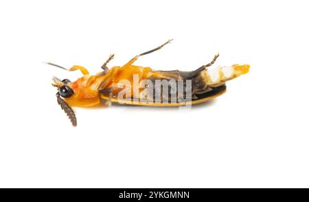 angle view firefly on a white background Stock Photo - Alamy