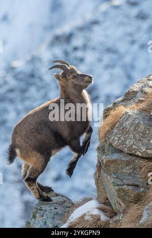 alpine ibex (Capra ibex), jumping from rock, Switzerland, Toggenburg ...