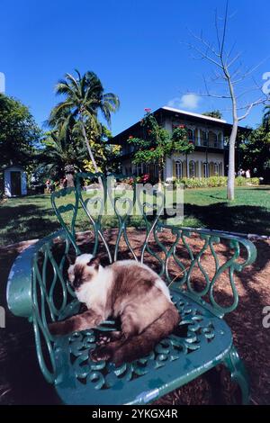 Garden and polydactyl six-toed cat at the Hemingway Home and Museum in ...