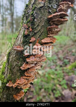 Alder Bracket (Mensularia radiata) Fungi Stock Photo - Alamy