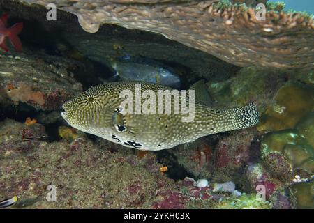 Map puffer (Arothron mappa), Bali, Striped pufferfish, Map pufferfish ...