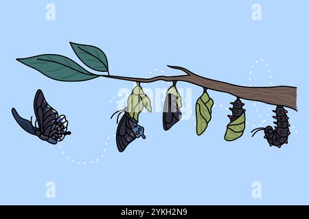 Stages of growth of butterfly Stock Photo - Alamy