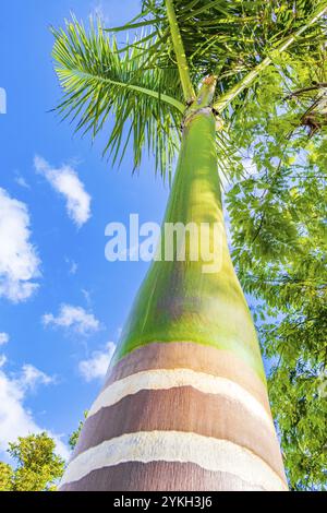 Tropical natural mexican palm tree with coconuts and blue sky ...
