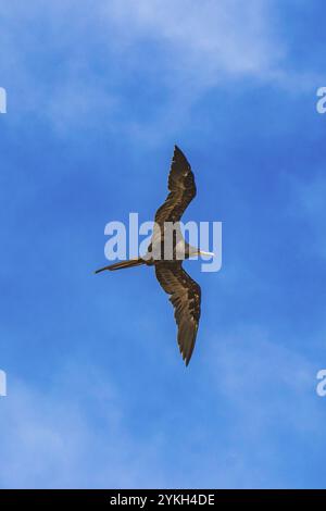 Fregat bird birds flock are flying around with blue sky background ...