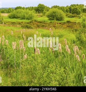 North German agricultural field forest trees nature landscape panorama ...