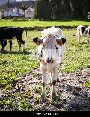 Traveling at Azores islands, farm animals in nature, surrounded by ...