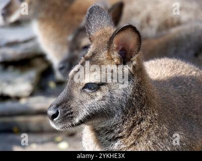 Red-necked wallaby, Bennett's wallaby, Wallaby à cou rouge ...