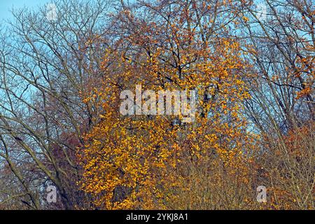 Baum des Jahres 2025 Das leuchtende Herbstlaub der Rot-Eiche aus ...