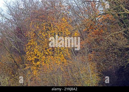 Baum des Jahres 2025 Das leuchtende Herbstlaub der Rot-Eiche aus ...