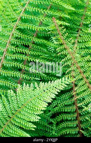 Fern plant growing in the woods Stock Photo - Alamy