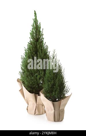 Potted small spruce tree wrapped in paper isolated on white Stock Photo ...