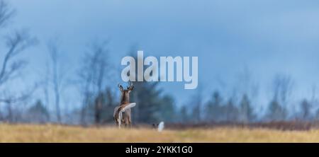 White-tailed chasing a doe during the rut in northern Wisconsin Stock ...