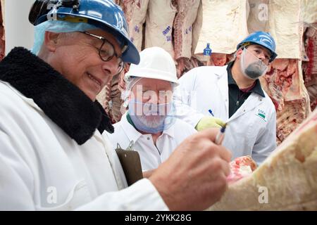 USDA agricultural meat inspectors inspect and grade beef at a ...