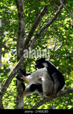 Indri indri, the largest lemur, in Andasibe rainforest, Madagascar ...