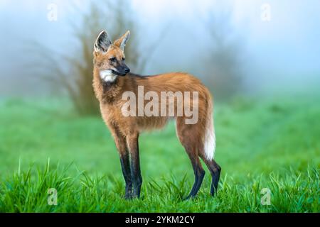 Wild Guará wolf (Chrysocyon brachyurus) one of the rarest wolves in the ...