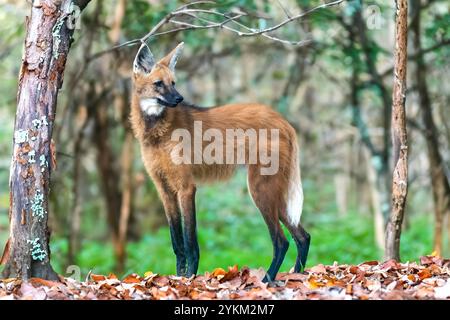 Wild Guará wolf (Chrysocyon brachyurus) one of the rarest wolves in the ...