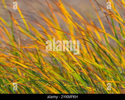Backlit cattails with green leaves changing to gold and rust colors in ...