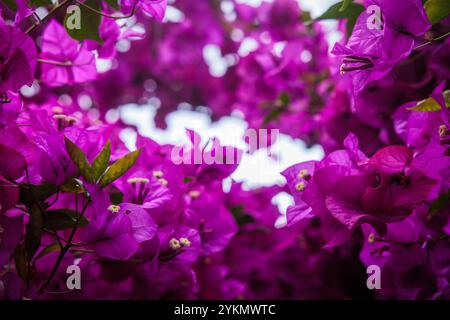 Vibrant magenta flowers on bougainvillea tree in Sydney, Australia ...