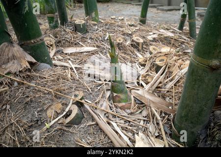 Young bamboo sprouts (Bambusa vulgaris) at agriculture garden in ...