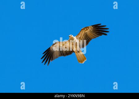 A Whistling Kite (Haliastur sphenurus) in flight in NSW, Australia ...