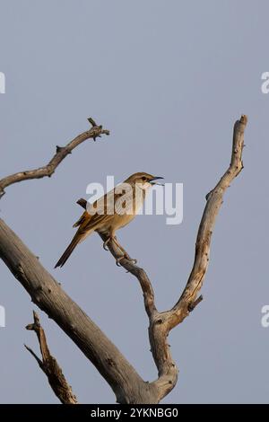 Brown Treecreeper (Climacteris picumnus) singing, Queensland, Australia ...