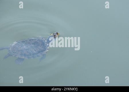 Young turtle swimming in mini lake Stock Photo - Alamy