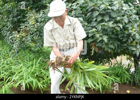 Harvesting Hachioji ginger, an Edo-Tokyo vegetable Stock Photo - Alamy