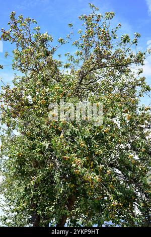 Pyrus spinosa Pyrus amygdaliformis the almond-leaved pear fruit tree ...