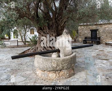 Ancient Olive tree and olive press, Pano Akourdaleia, Paphos district ...