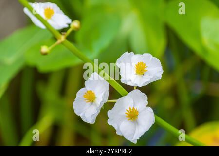 Beautiful white flowers of Sagittaria latifolia. broadleaf arrowhead ...