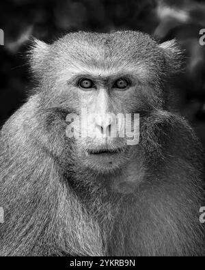 Portrait of Formosan rock macaque Stock Photo - Alamy