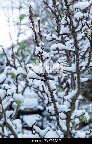 Snow covered branches of a pear tree Stock Photo - Alamy
