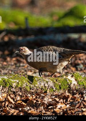 Japanese Green Pheasant (Phasianus versicolor) male in Japan Stock ...