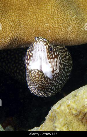 Pearl Moray Eel, White-Mouthed Moray Eel, Pearl Moray Eels, White ...
