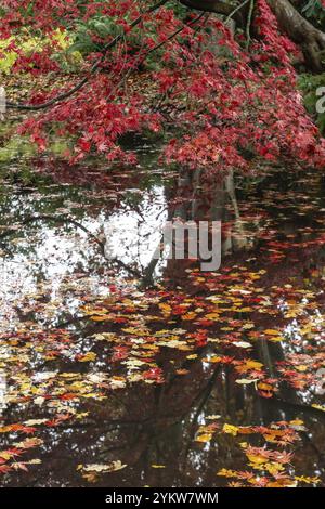 Fan maple (Acer palmatum Trompenburg), Emsland, Lower Saxony, Germany ...